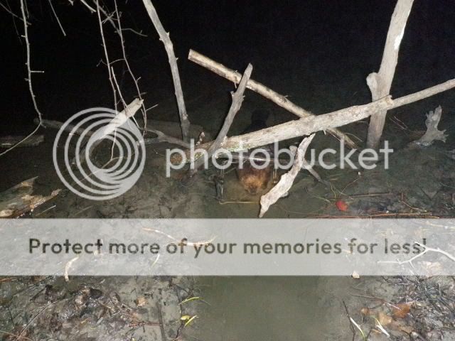 ''cursed'' smart %& Beavers | Michigan Sportsman Forum