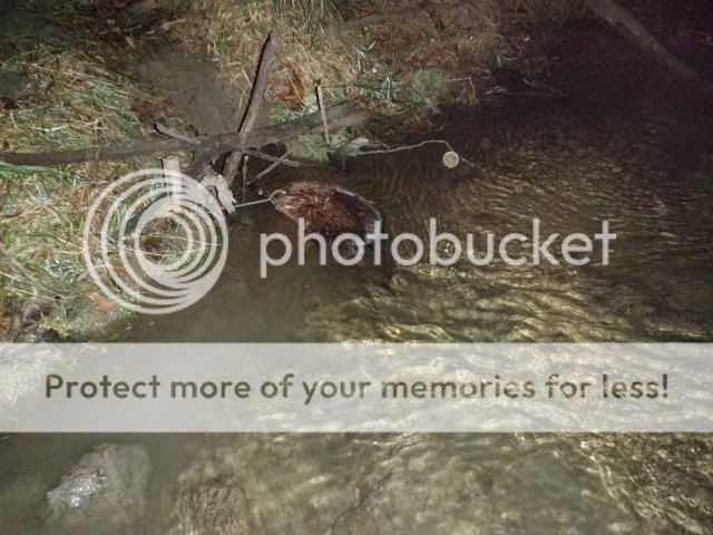 ''cursed'' smart %& Beavers | Michigan Sportsman Forum