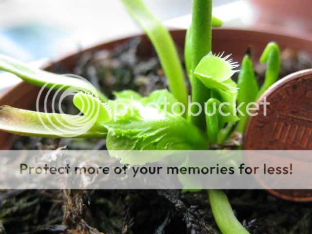 Very tiny traps, and strange growths, what's up?!?! - FlyTrapCare Forums