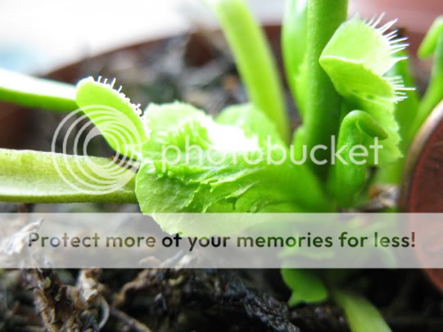 Very tiny traps, and strange growths, what's up?!?! - FlyTrapCare Forums