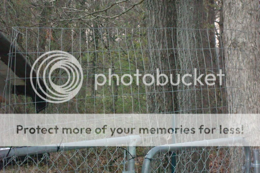 Chickens flying over fence...HELP! | BackYard Chickens - Learn How to ...