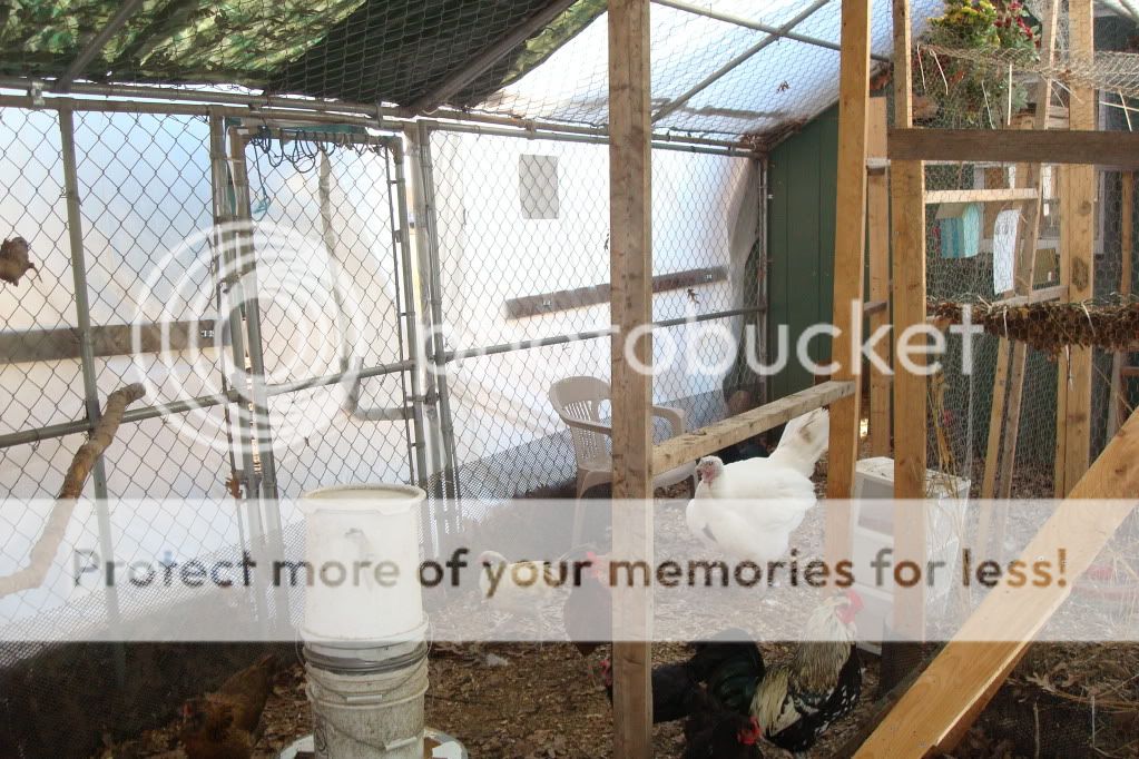 Chain link kennel run ??? | Page 2 | BackYard Chickens - Learn How to ...