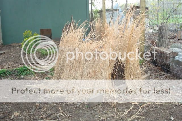 Peacock Nest box question - trying again...sigh | Page 2 | BackYard ...