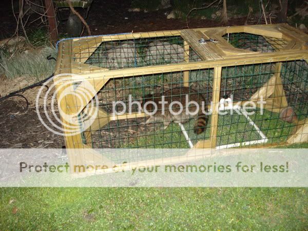 New live trap--Successful!! | BackYard Chickens - Learn How to Raise ...